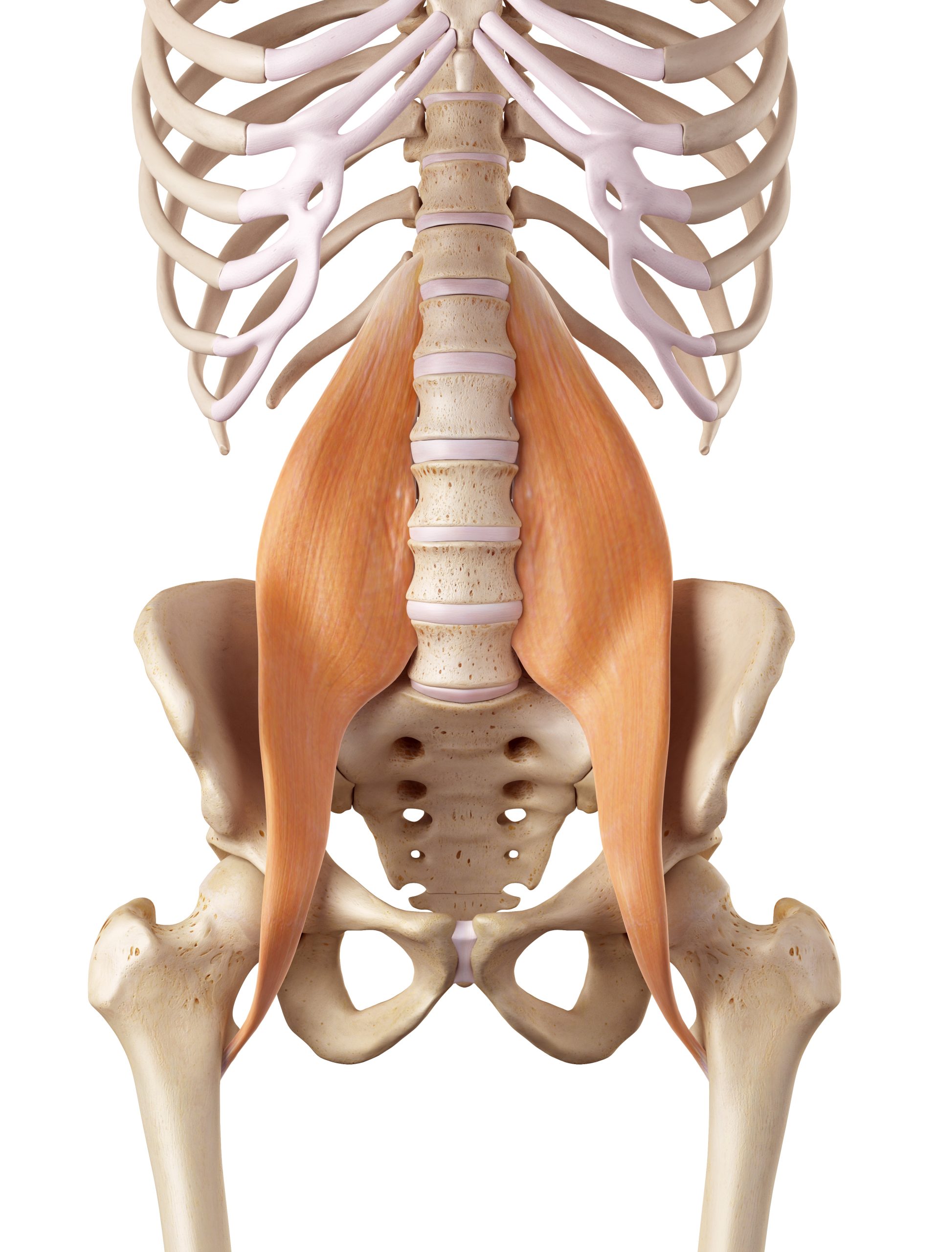 Psoas Massage Praktijk Purusha Zeewolde psoas-massage-praktijk-purusha-zeewolde